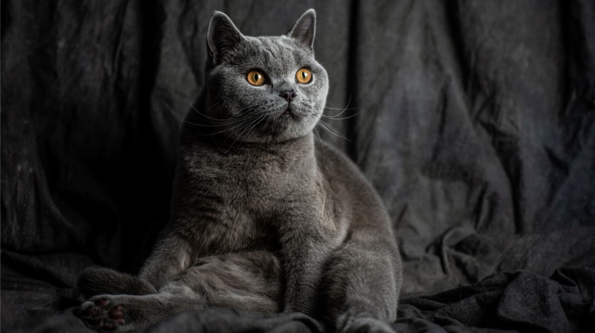Fakta Menarik tentang Kucing British Shorthair yang Jarang Diketahui ...