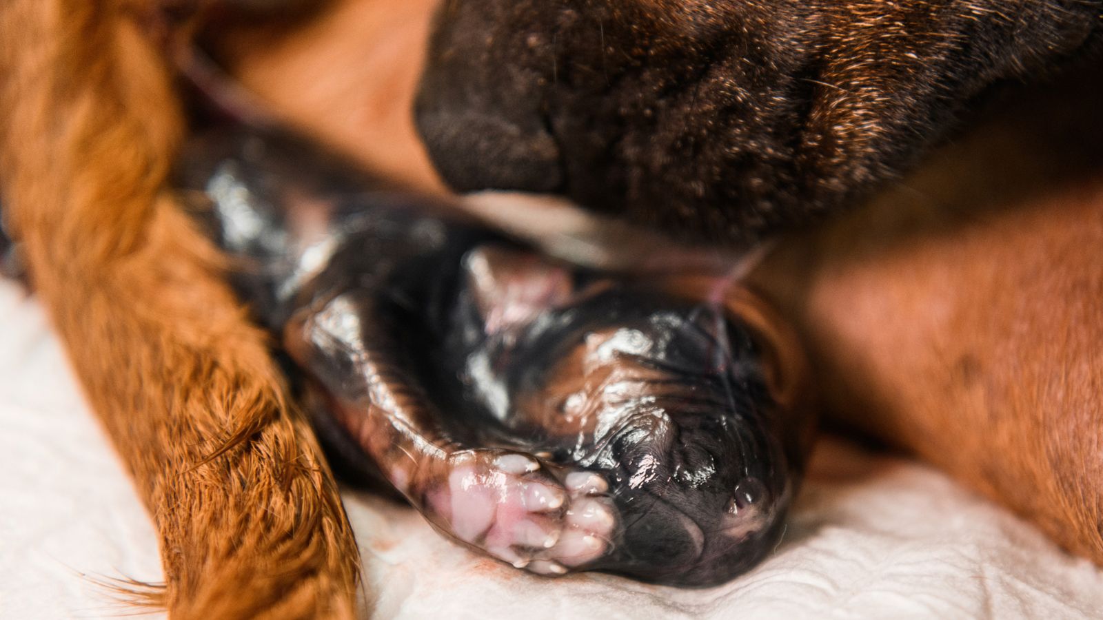 Kenali Sejak Dini Tanda-Tanda Anjing Akan Melahirkan | Unicharm Pet Indonesia