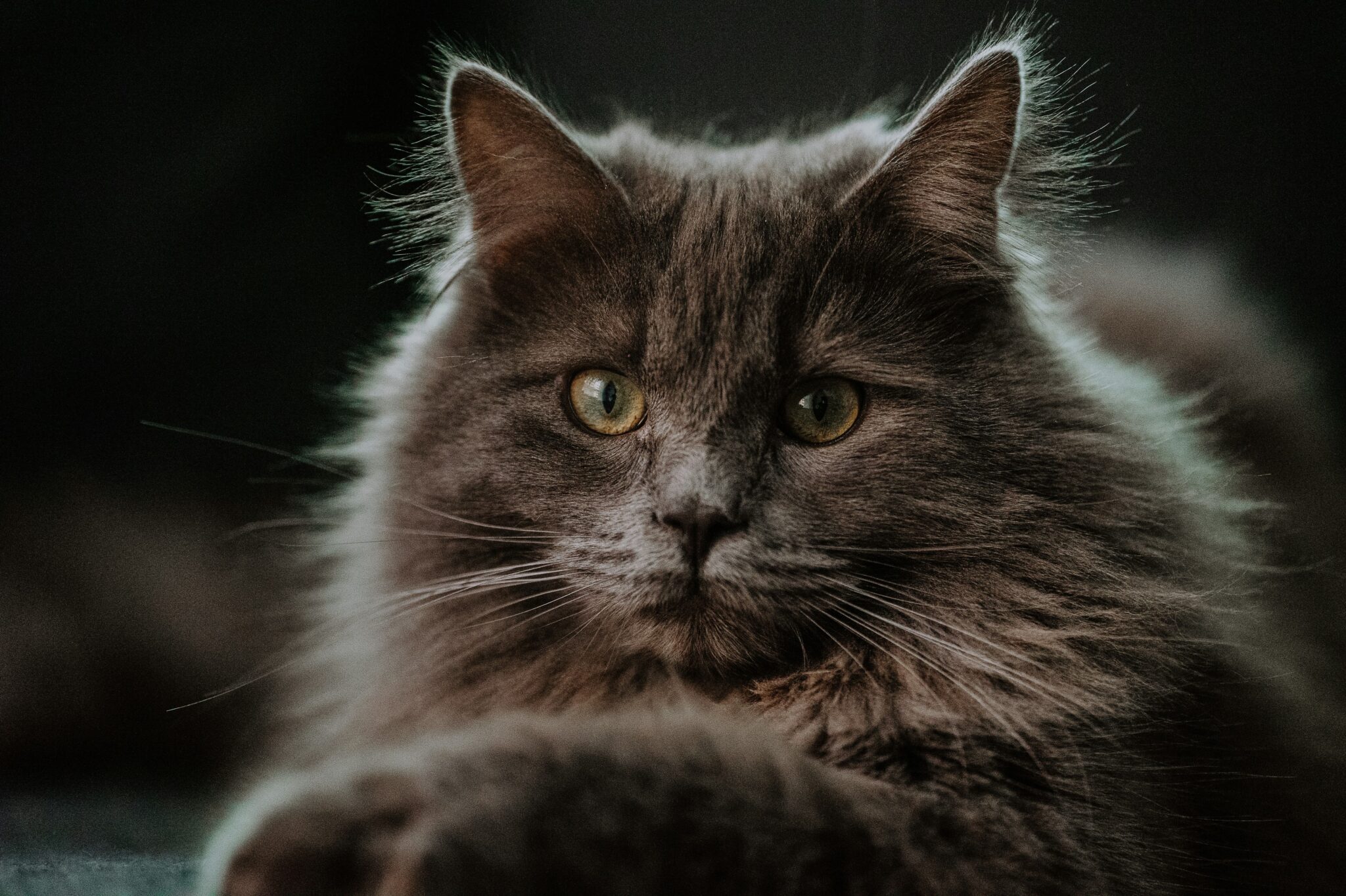 7 Fakta Menarik Mengenai Kucing Maine Coon | Deli-Joy